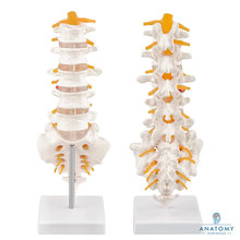 롯데하이마트 | 유연한 요추모형 AK119 추간판탈출증 골격모형 분리가능