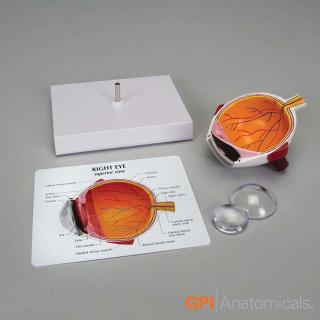 롯데하이마트 | GPI USA 안구모형 G275 안구해부모형 확대사이즈 안구구조